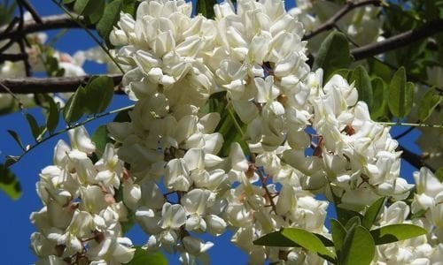 Akasya Fidanı Bakımı - Ali Botanik