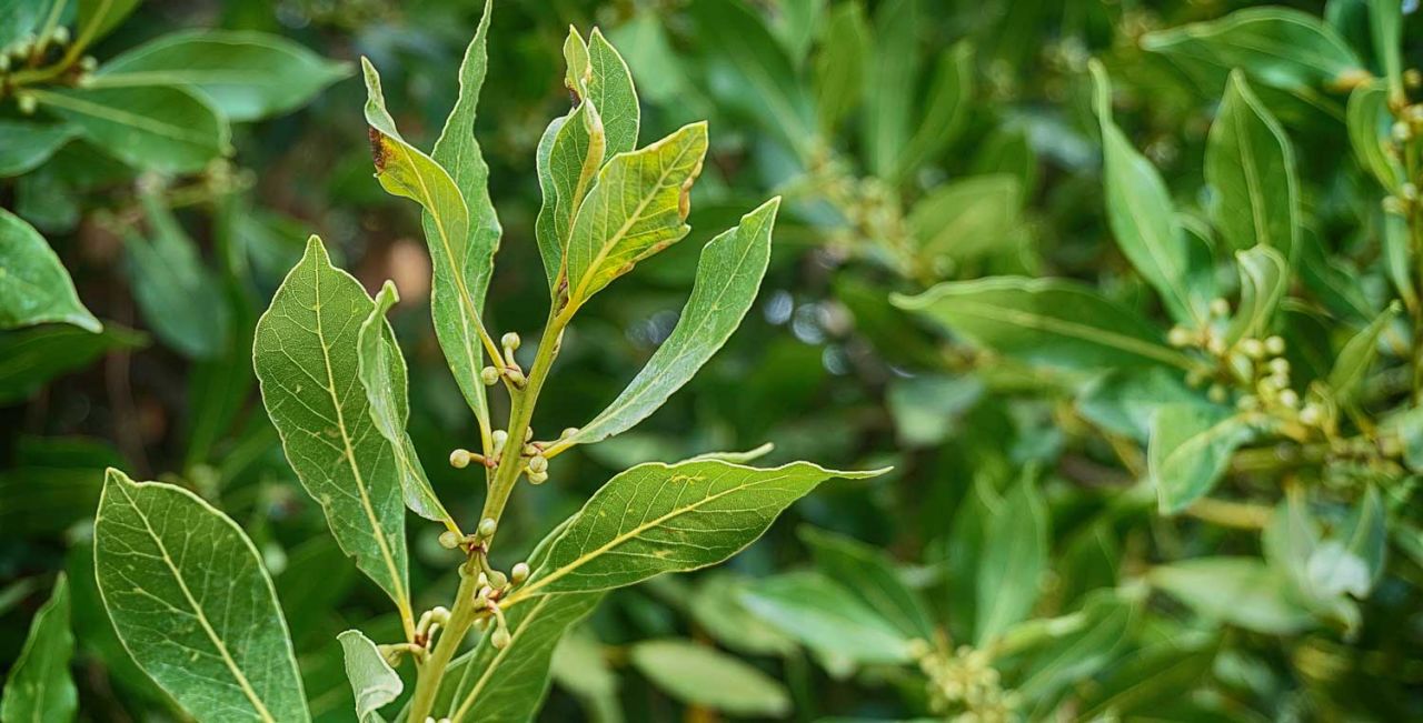 Defne Ağacı Fidanı Yetiştiriciliği - Ali Botanik